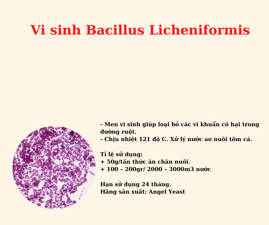 Bacillus giá rẻ Tháng 9,2023|BigGo Việt Nam
