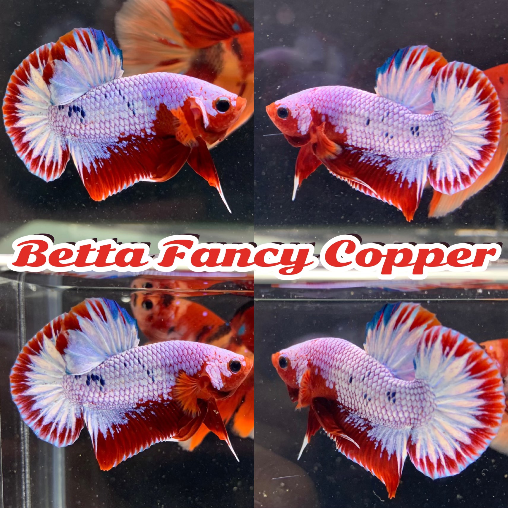 Copper giá rẻ Tháng 5,2023|BigGo Việt Nam