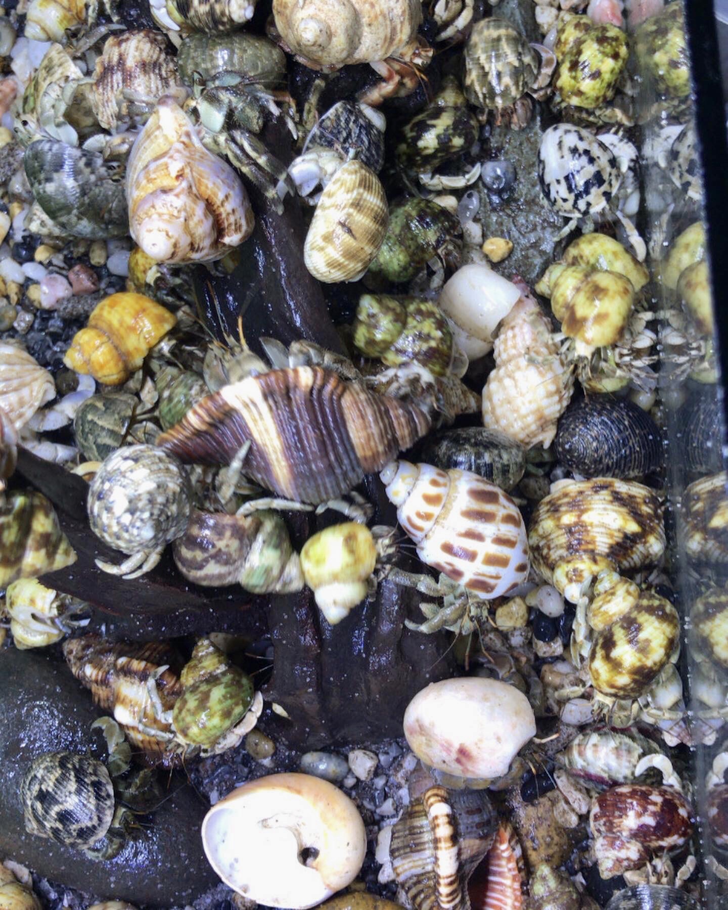 Rugo giá tốt Tháng 11,2022|BigGo Việt Nam